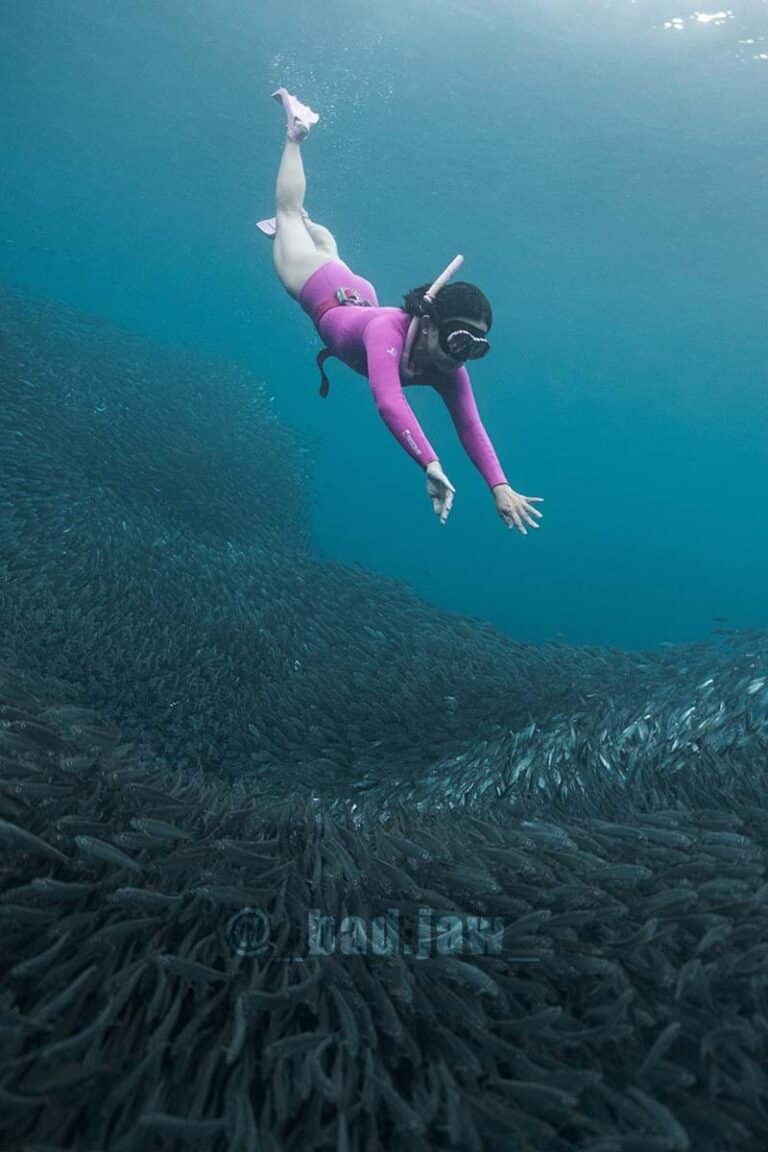 The Moalboal Sardine Run: A Complete 2025 Guide - PhilippineTravels.ph