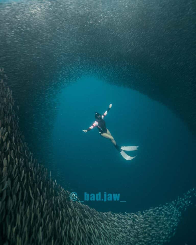 The Moalboal Sardine Run: A Complete 2025 Guide - PhilippineTravels.ph