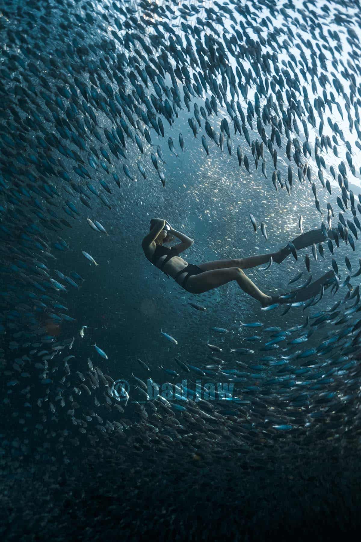 The Moalboal Sardine Run: A Complete 2025 Guide - PhilippineTravels.ph