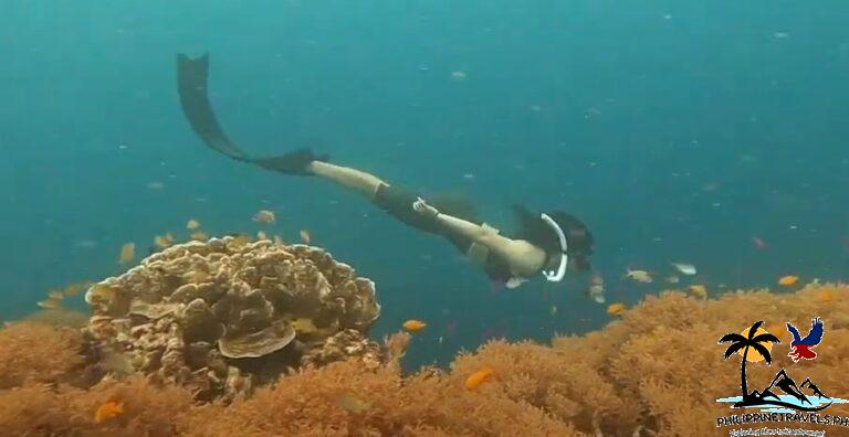 Napaling Reef: All You Need to Know About Bohol’s Brilliant Orange Reef ...