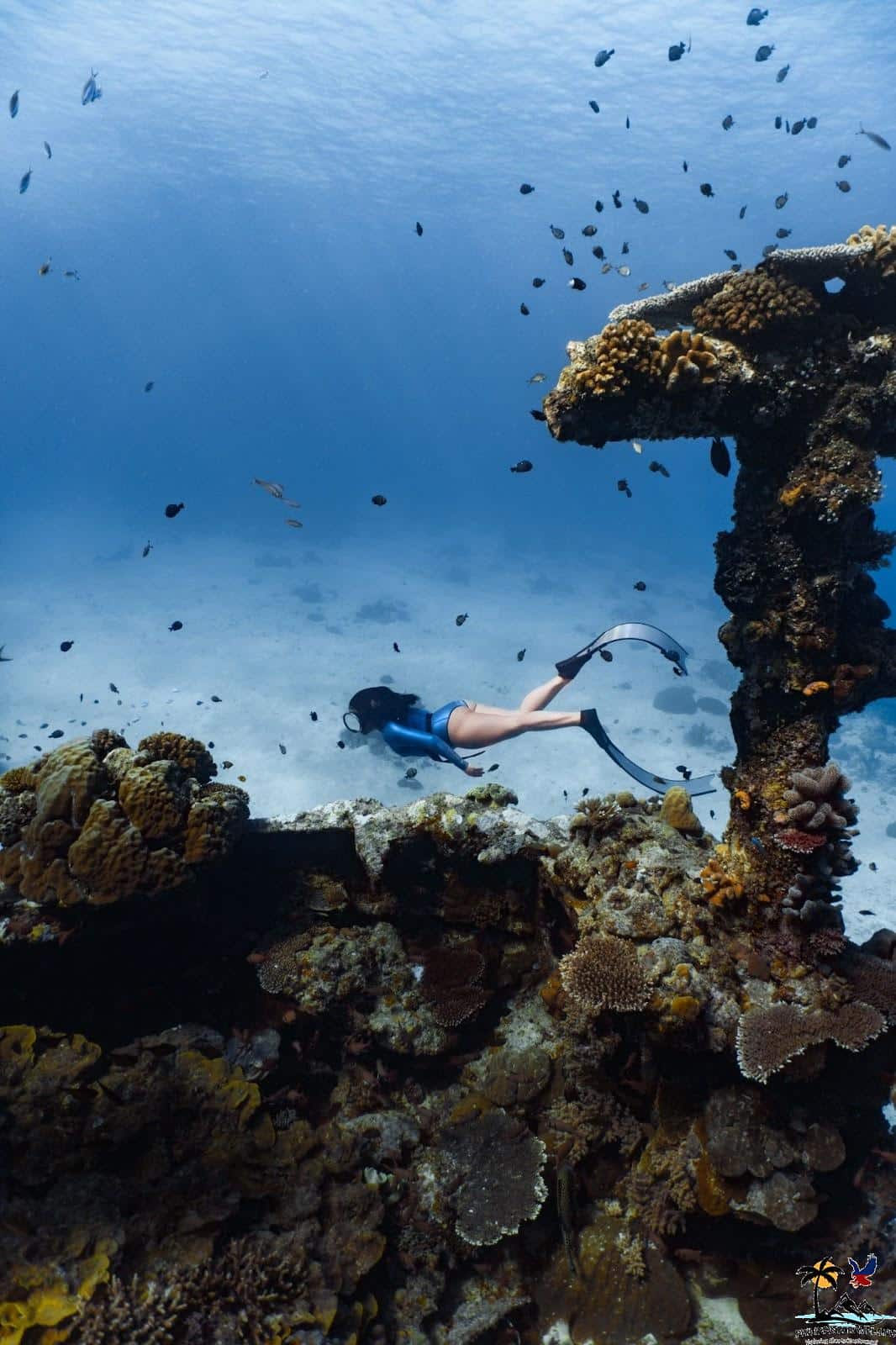 Apo Reef: The Ultimate Guide to the Philippines’ Most Beautiful Dive ...