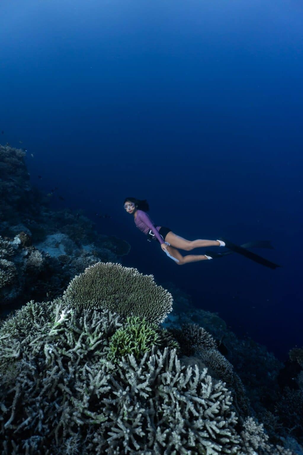 Apo Reef: The Ultimate Guide to the Philippines’ Most Beautiful Dive ...