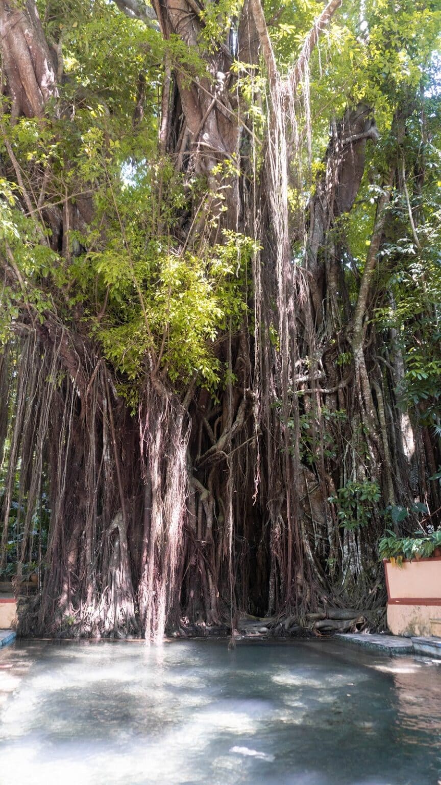 Siquijor’s Enchanted Balete Tree: Everything You Need to Know ...