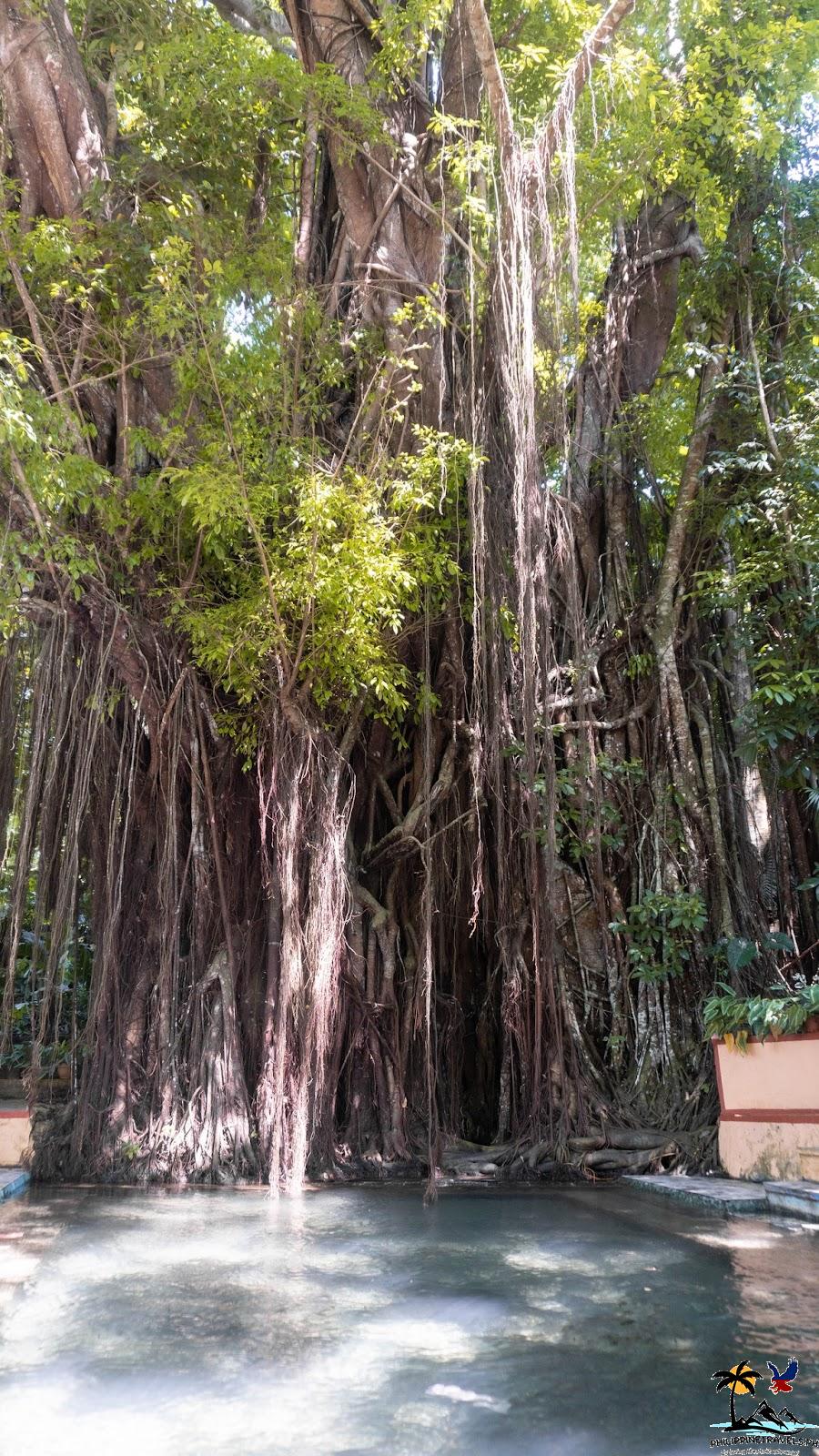 Siquijor’s Enchanted Balete Tree: Everything You Need to Know ...