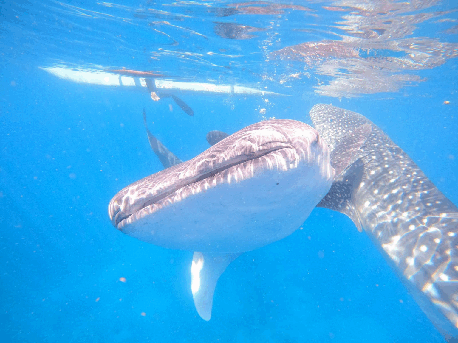31 Cebu Tourist Spots for the Curious Traveler - PhilippineTravels.ph