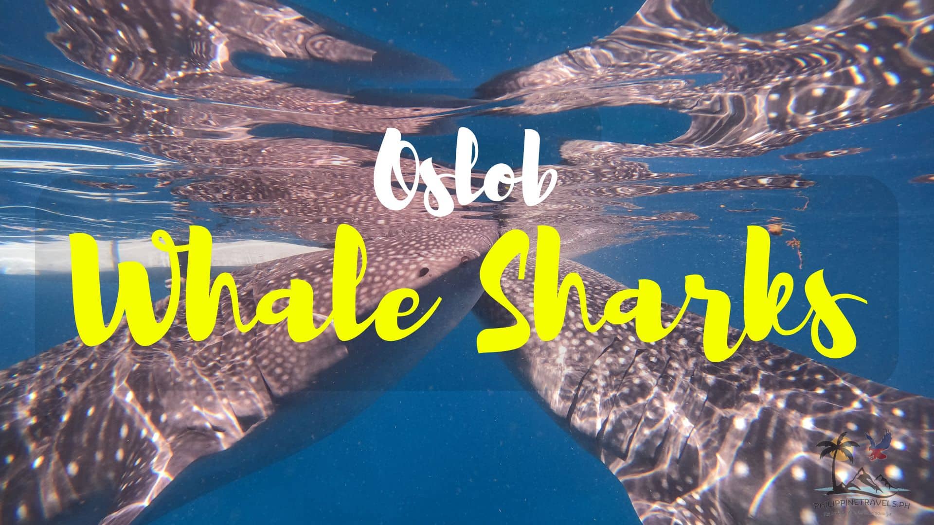 Oslob Whale Shark Watching in 2026 - A DIY Guide - PhilippineTravels.ph