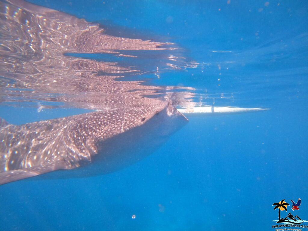 Oslob Whale Shark Watching in 2026 - A DIY Guide - PhilippineTravels.ph